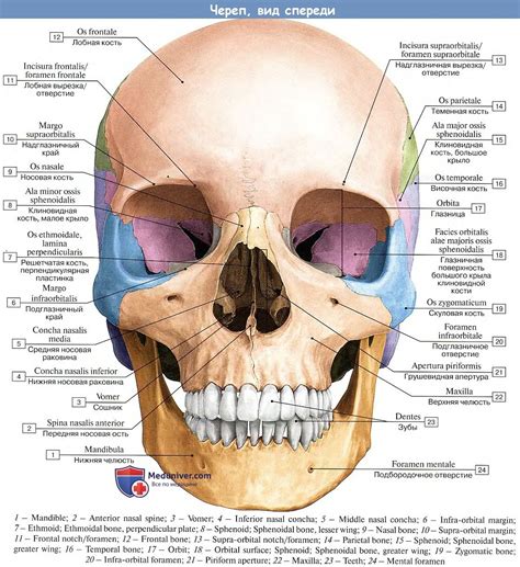 Анатомия Скелет головы Рост и развитие черепа Skull Anatomy Human