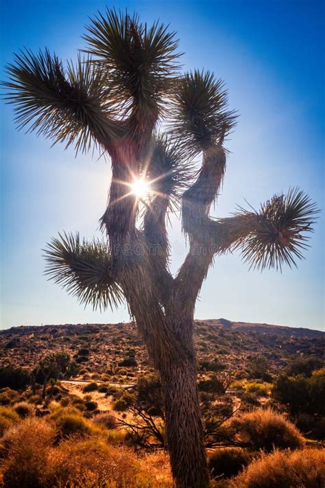 Joshua Tree Park At Sunset In Mojave Desert California Stock Image