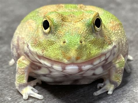 チャコガエル スリーライン 上陸したて 2 53センチ 少し訳あり カエル 売買されたオークション情報yahooの商品情報をアーカイブ