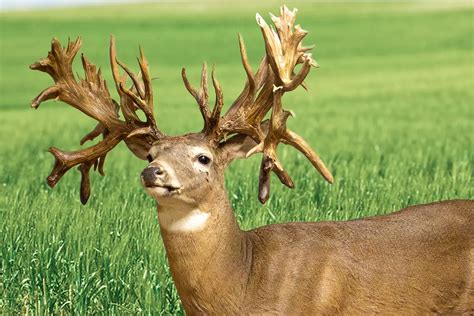 The Extraordinary Tale Of A Stolen Monster Clarion Whitetail Buck