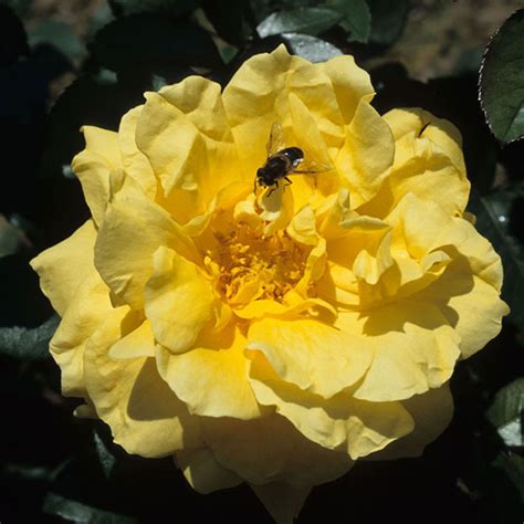 Landora® Houtmeyers Plantencentrum En Boomkwekerij Laakdal