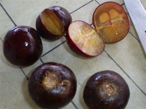 Si Langka Buah Rukam Yang Berkhasiat