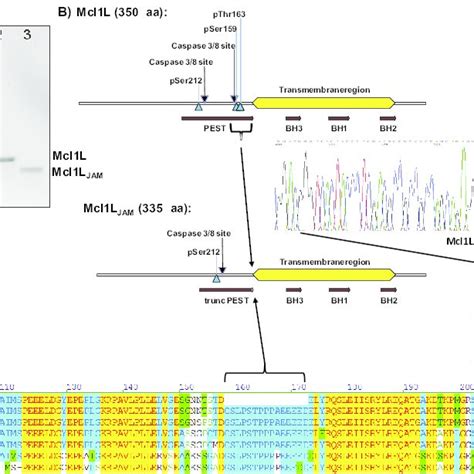 Cloning Of A Novel Mrna Variant Of Mcl1l Nested Pcr Of Cdna From C7h2
