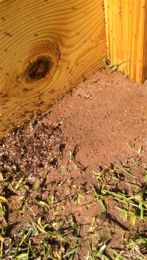 Fire Ants In The Garden Gardening In The Panhandle