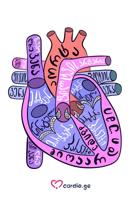 ქვიზი უპასუხებ მარტივ კითხვებს კარდიოლოგიაში Cardioge