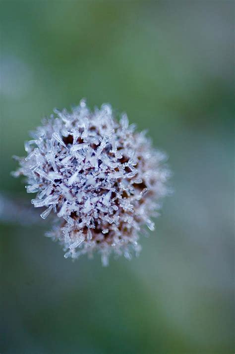 Frosty Bits In The Forest Photograph By Greg Hayhoe Fine Art America