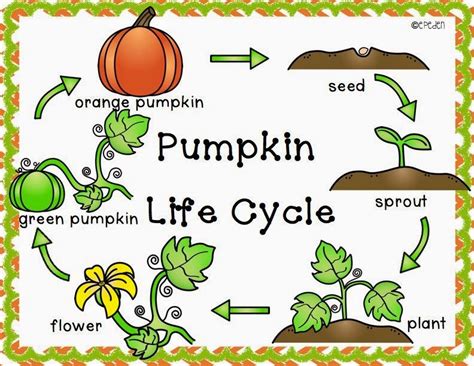 Life Cycle Pumpkin Kindergarten