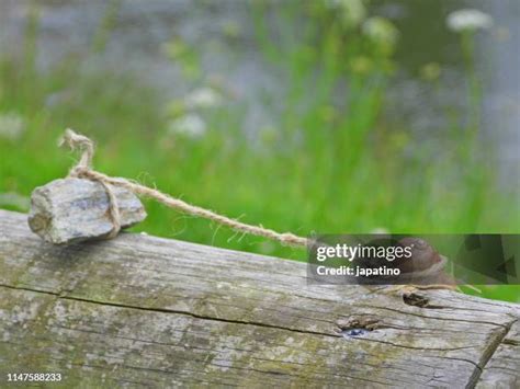 Slow Drag Photos And Premium High Res Pictures Getty Images