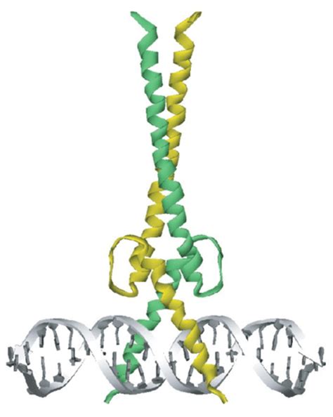 Answered Identify The Type Of Dna Binding Motif… Bartleby