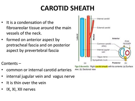 Role Of Surgery In Management Of Neck Nodes 2 Copy Pptx