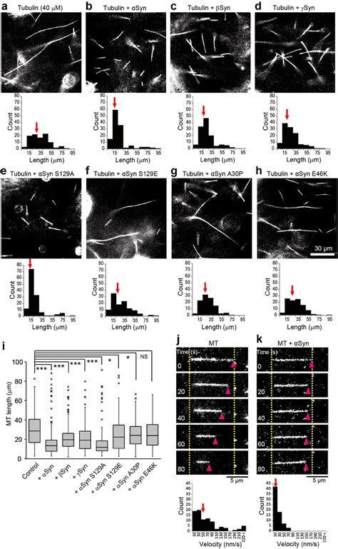 Effect Of Syns On Tubulin Polymerization And Depolymerization A H