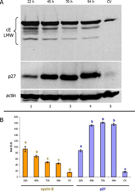 Figure 9 From Placental Expression Of Estrogen Receptor Beta And Its