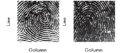 Fingerprint Images With 200 Lines And 200 Columns Extracted At A Center