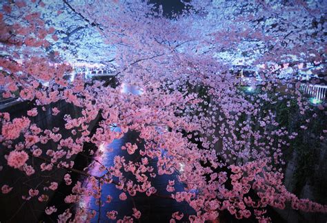 Cherry Blossoms By Night Chikara Amano Awrd