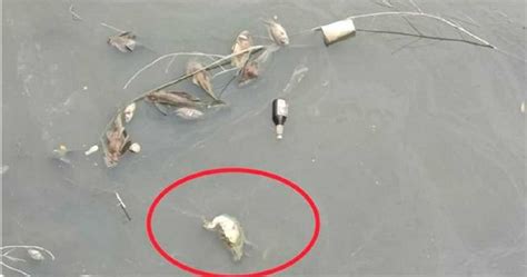 又是偷排汙水？高雄大寮排水溝疑遭汙染 大量魚鴨死亡臭味狂飄 Yahoo奇摩汽車機車