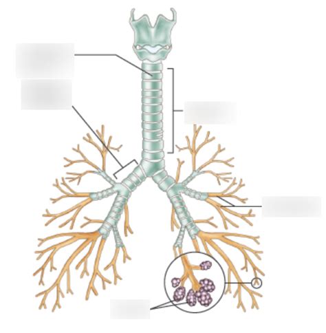 Diagram Bronchial Tree Diagram Quizlet