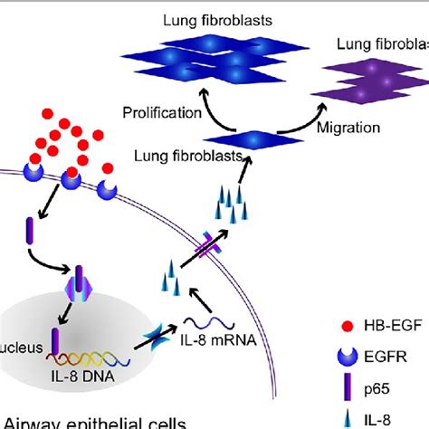 Schematic diagram Exogenous HB EGF actives NF κB pathway by