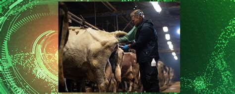 ¿semen Sexado O Venta De Mamones Cuál Es La Opción Más Sostenible