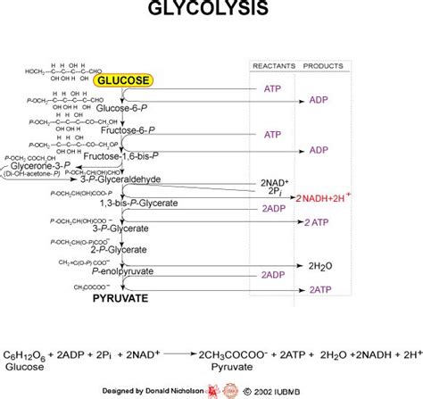 Glycolysis Organic Chemistry Books Biochemistry Biology Units