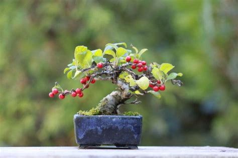 Bonsai Art Bonsai Plants Fruit Plants Mini Plants Bonsai Garden