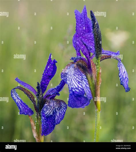 Iris Sibirica Commonly Known As Siberian Iris Or Siberian Flag Against Blur Green Nature