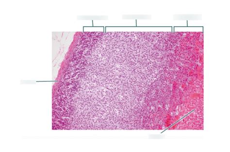 Endocrine System Histology Adrenal Cortex Medulla Diagram Quizlet