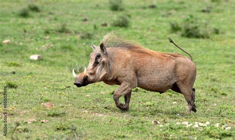 Warthog Running