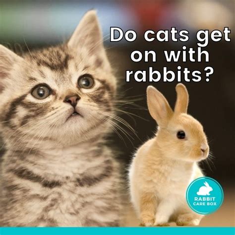 Cute Bunnies And Kittens