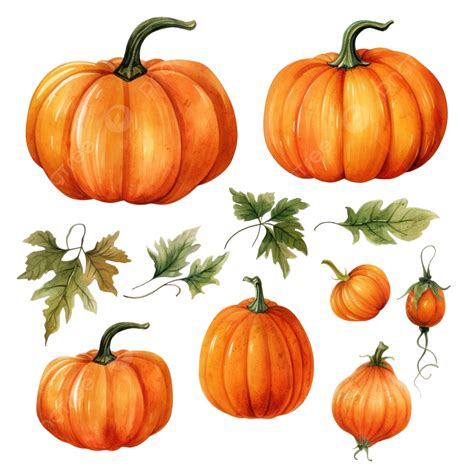 Acuarela Calabaza Lindo Clip Art Png Dibujos Acuarela Mano Dibujar