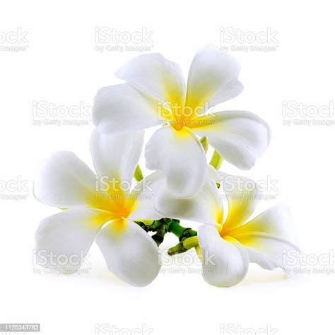 Frangipani Plumeria 꽃 흰색 절연 0명에 대한 스톡 사진 및 기타 이미지 0명 꽃 나무 꽃 한송이
