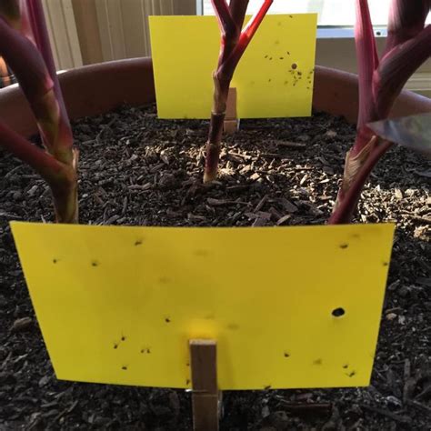 China Customized Printable Pp Insect Sticky Trap Yellow Manufacturers