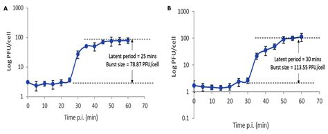 Isolation And Characterization Of Two Virulent Phages To Combat Staphylococcus Aureus And