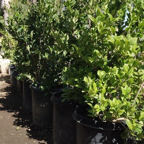 Wax Leaf Privet Ligustrum Japonicum Texanum 15 Gallon 48 Off