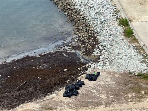 Environment Community Beach Png Navin Raju 11 Comments