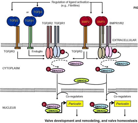 Schematic Diagram Illustrating The Signaling Events Involving Tgfβ