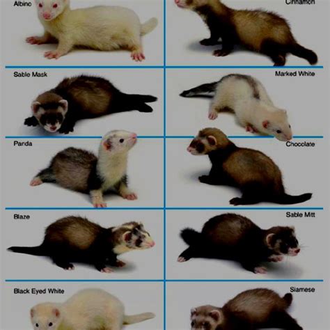 Ferret Color Chart Ponasa