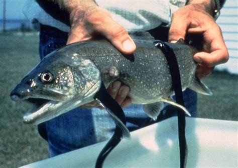 New Film Tells Story Of Insidious Sea Lamprey In Lake Superior Duluth