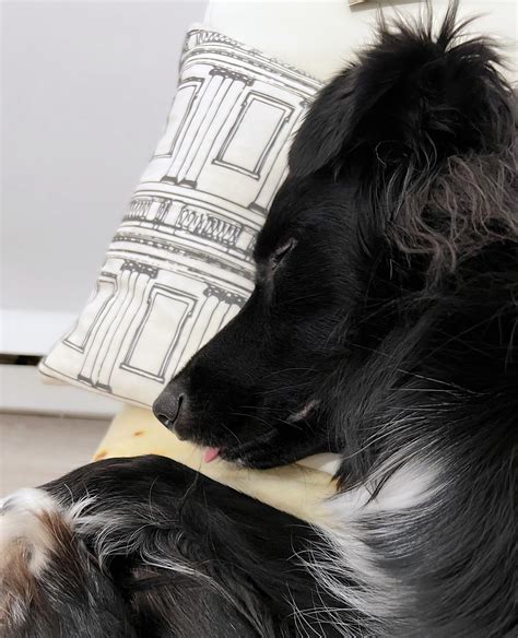 Sleeping Mlem R Mlem