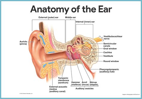 Special Senses Anatomy And Physiology • Nurseslabs Biology Notes