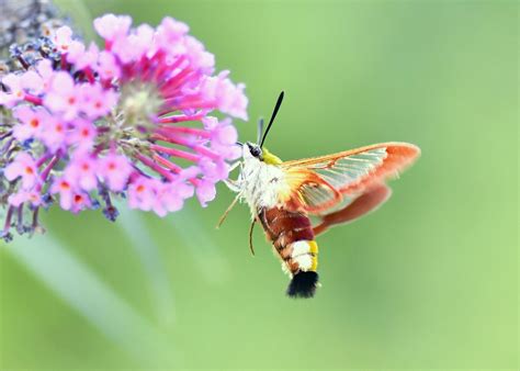 Pillang Szfinx Kolibri Rovar Ingyenes Fot A Pixabay En Pixabay