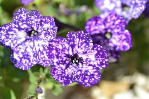あまりにも妖艶すぎてつけられた花言葉は「危険な愛」【ペチュニアの花言葉】 Ecナビ