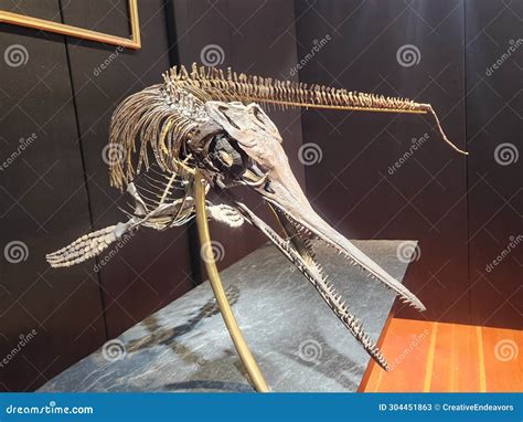 The Fossilized Skeleton Of The Dinosaur Ceratops The Ancient Ancestor