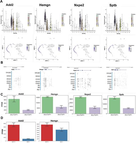 Figures And Data In Eklf Klf1 Expression Defines A Unique Macrophage Subset During Mouse