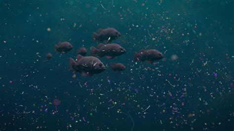Microplastiche nel cibo qual è il rischio per la salute Gazzetta it