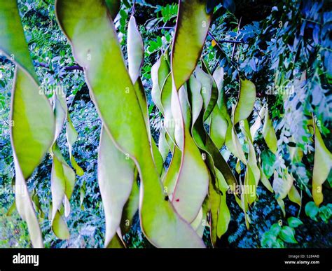 Hanging Seed Pods High Resolution Stock Photography And Images Alamy