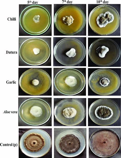 Effect Of Different Plant Extracts Against Helminthosporium Maydis On