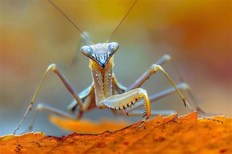 A Praying Mantis With A Large Open Mouth Premium Ai Generated Image