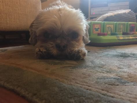 Grumpy Girly Scrolller