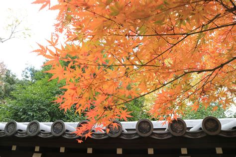 小石川後楽園の紅葉 モカのひとりごつ2