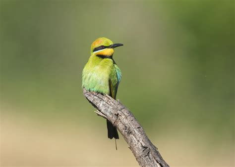 Image 60379 Of Rainbow Bee Eater By Tony Clark